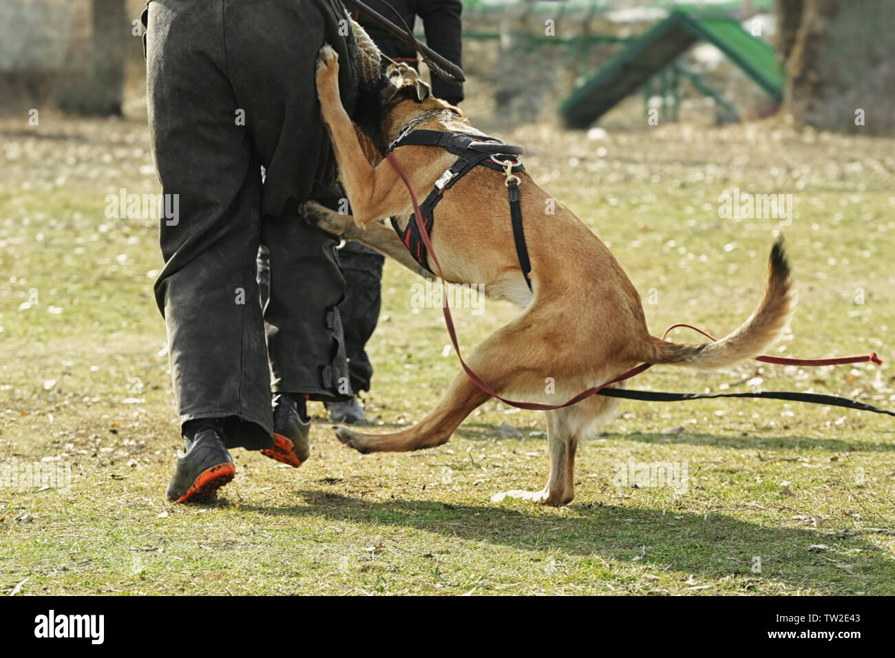 Training of working dog outdoors Stock Photo - Alamy