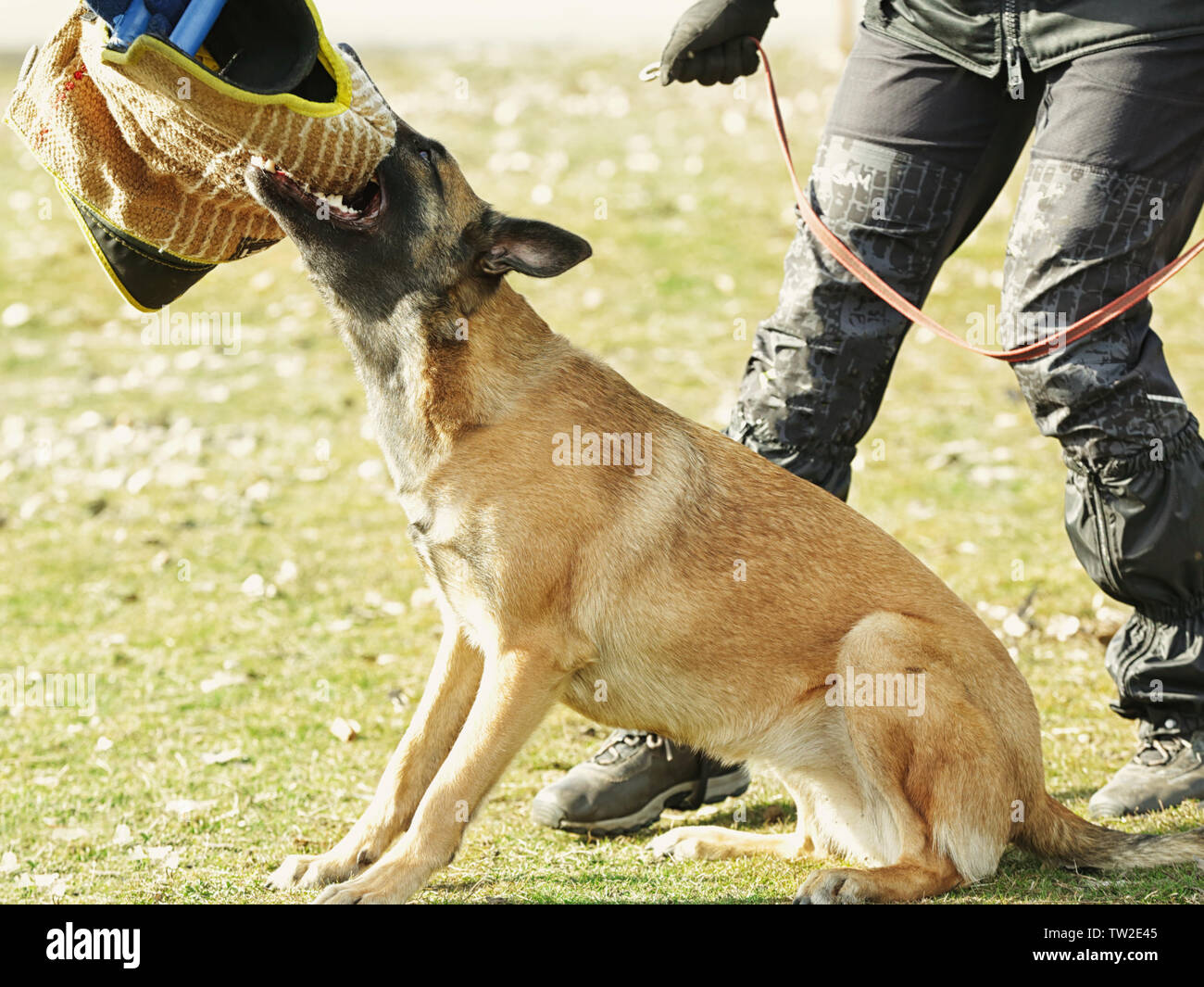 Training of working dog outdoors Stock Photo - Alamy
