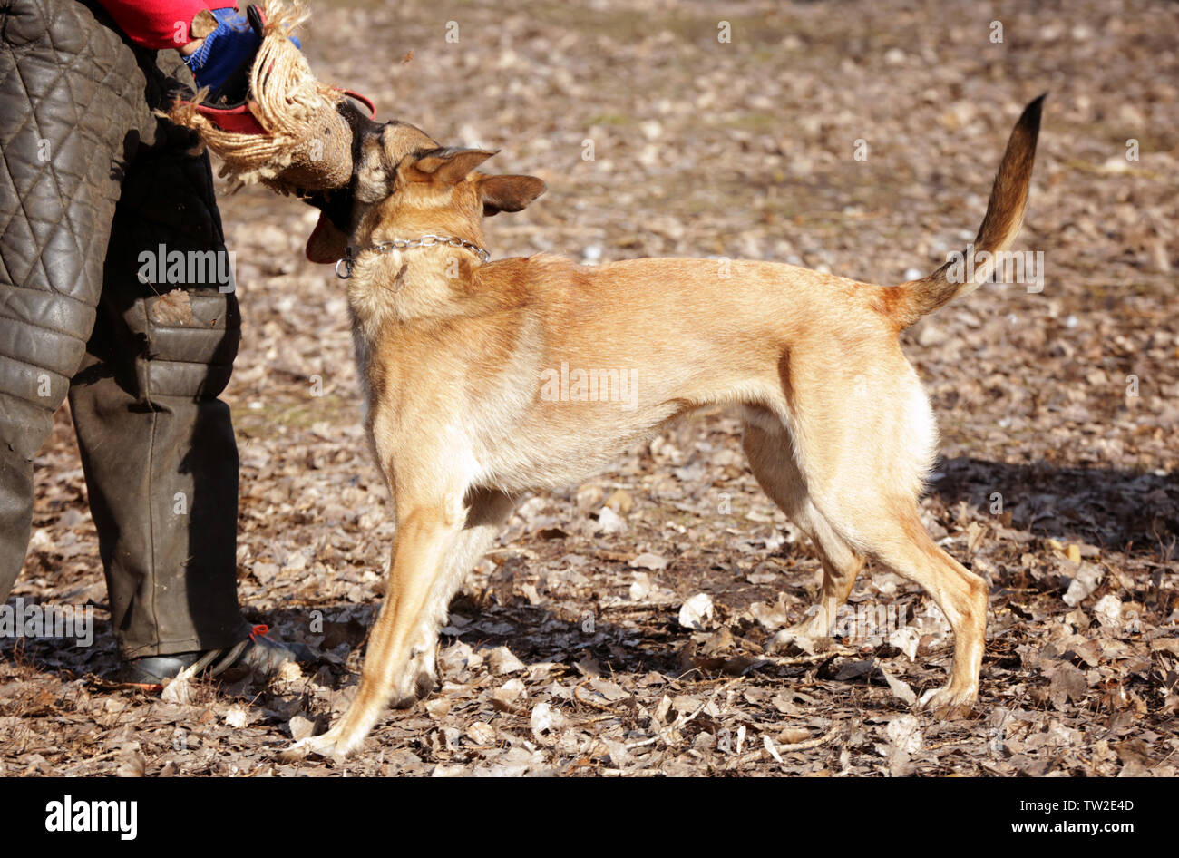 Training of working dog outdoors Stock Photo - Alamy