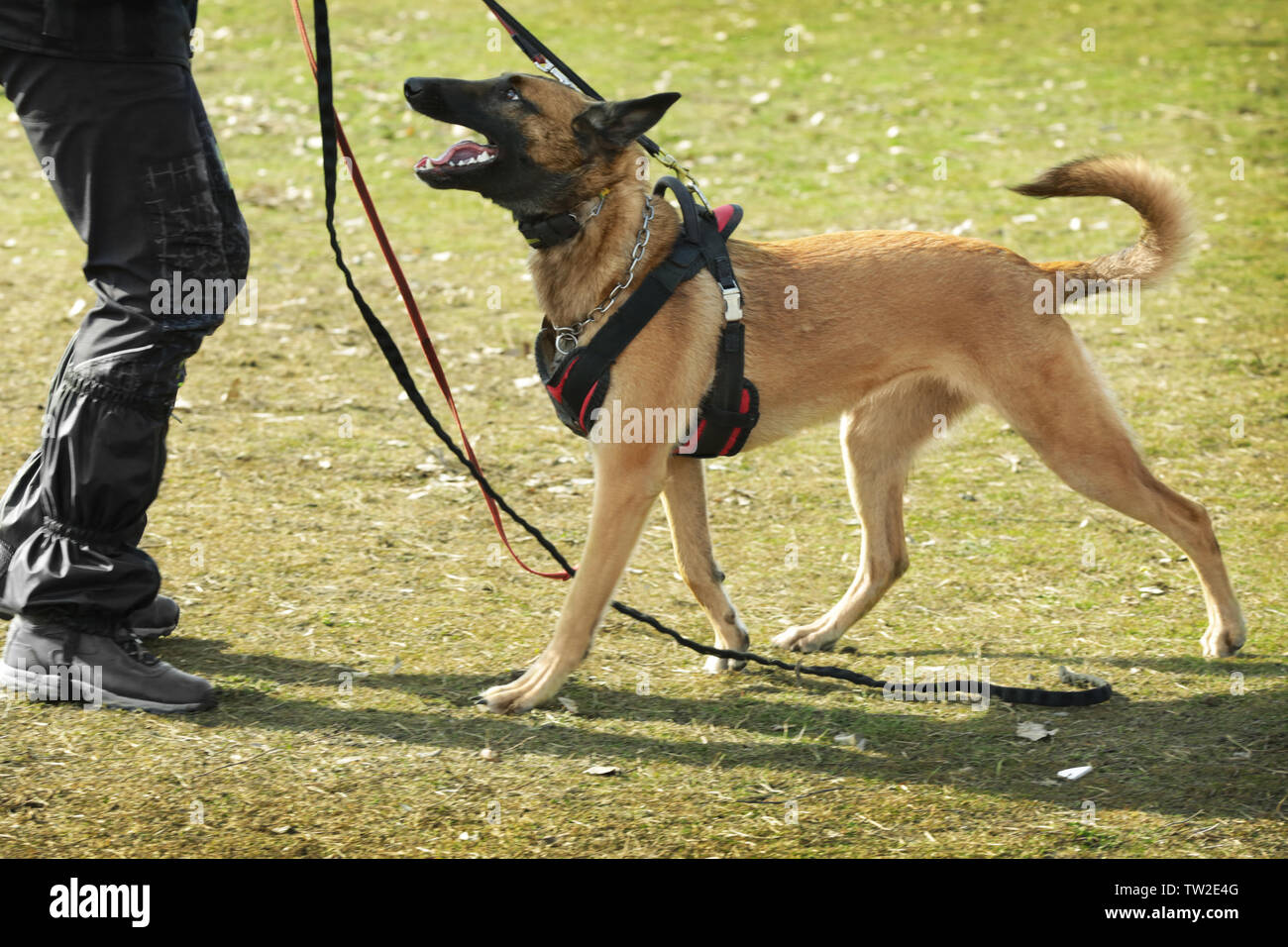 Training of working dog outdoors Stock Photo - Alamy