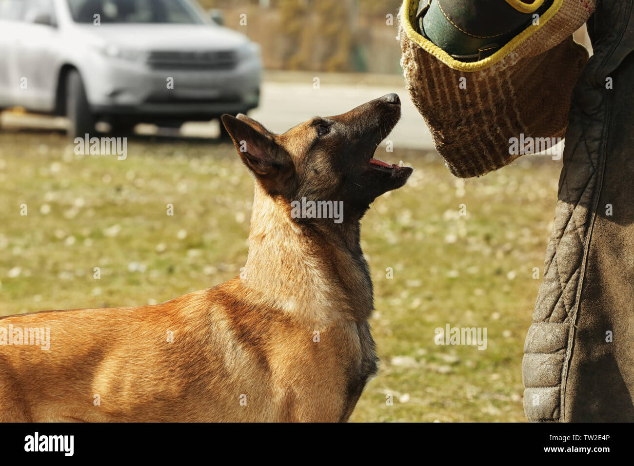 Training of working dog outdoors Stock Photo - Alamy