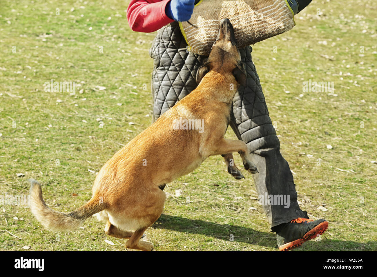 Training of working dog outdoors Stock Photo - Alamy
