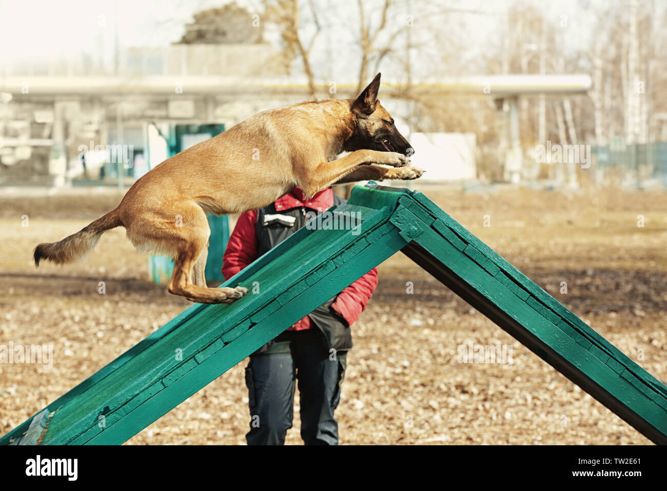 Belgian malinois military working dog hi-res stock photography and ...
