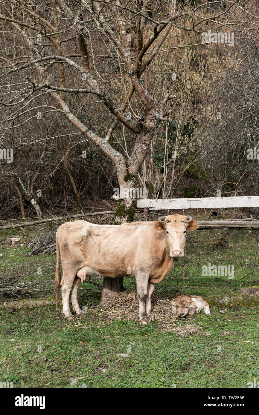 White face angus cattle cow hi-res stock photography and images - Alamy