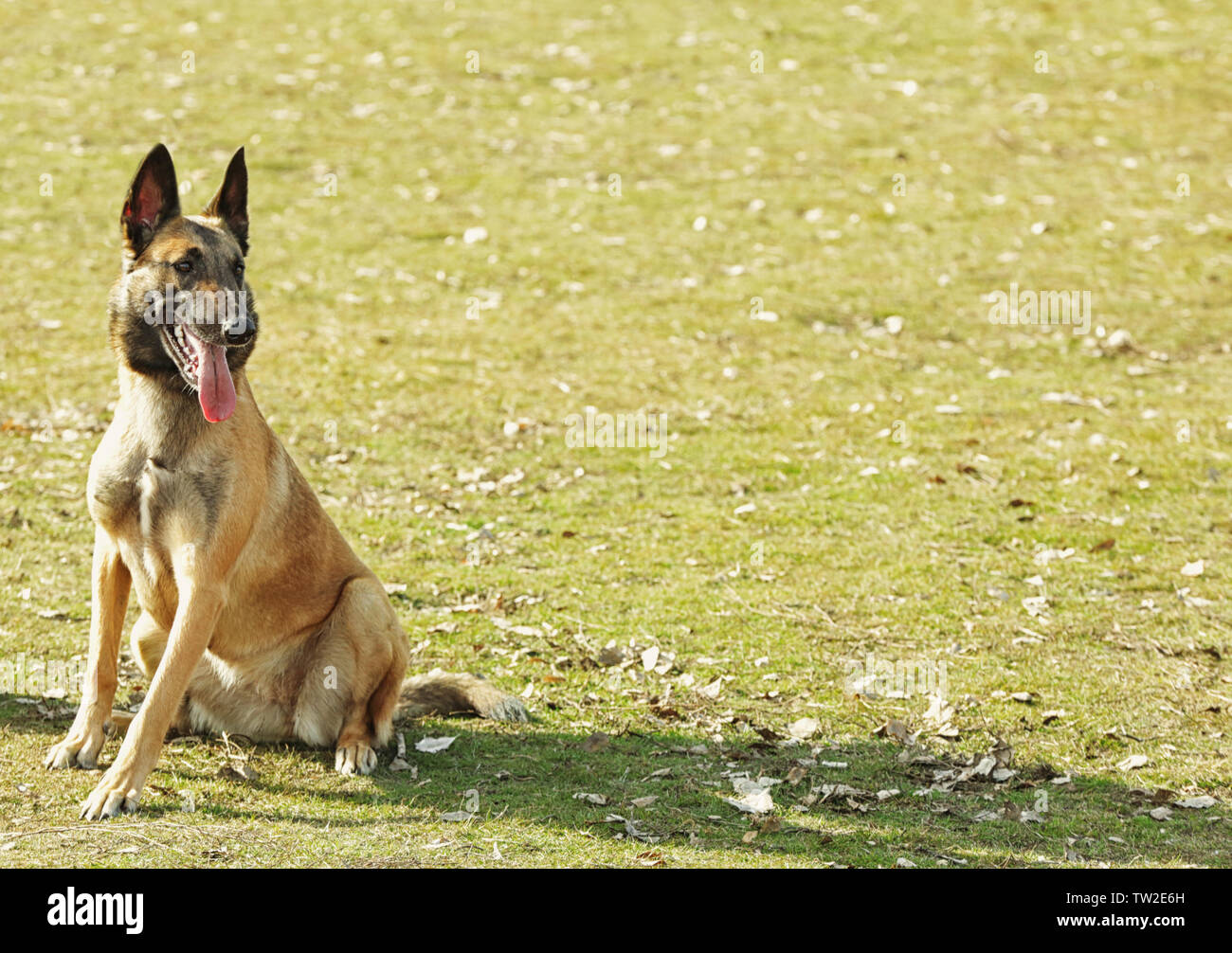Training of working dog outdoors Stock Photo - Alamy
