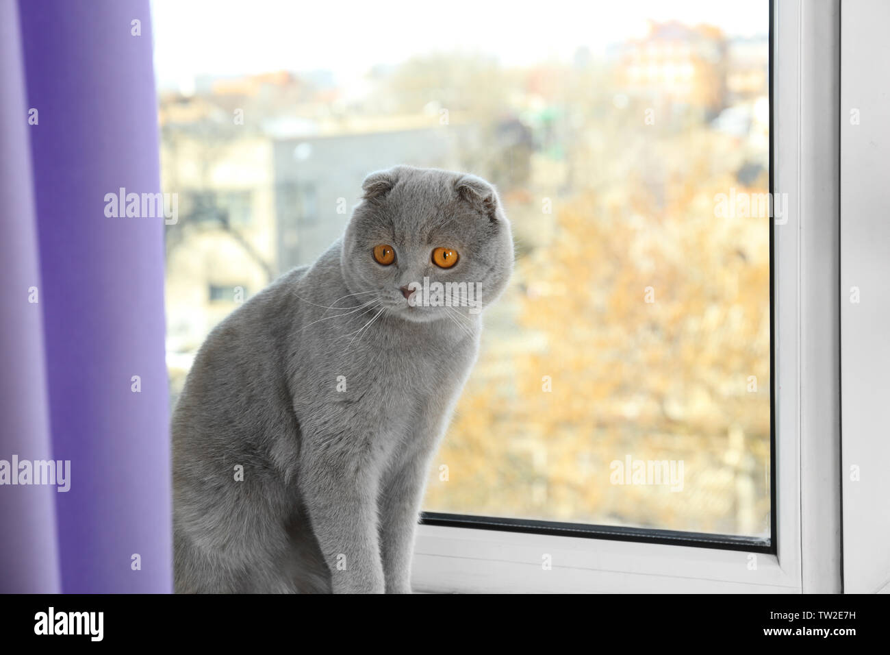 Cute cat sitting near window at home Stock Photo - Alamy