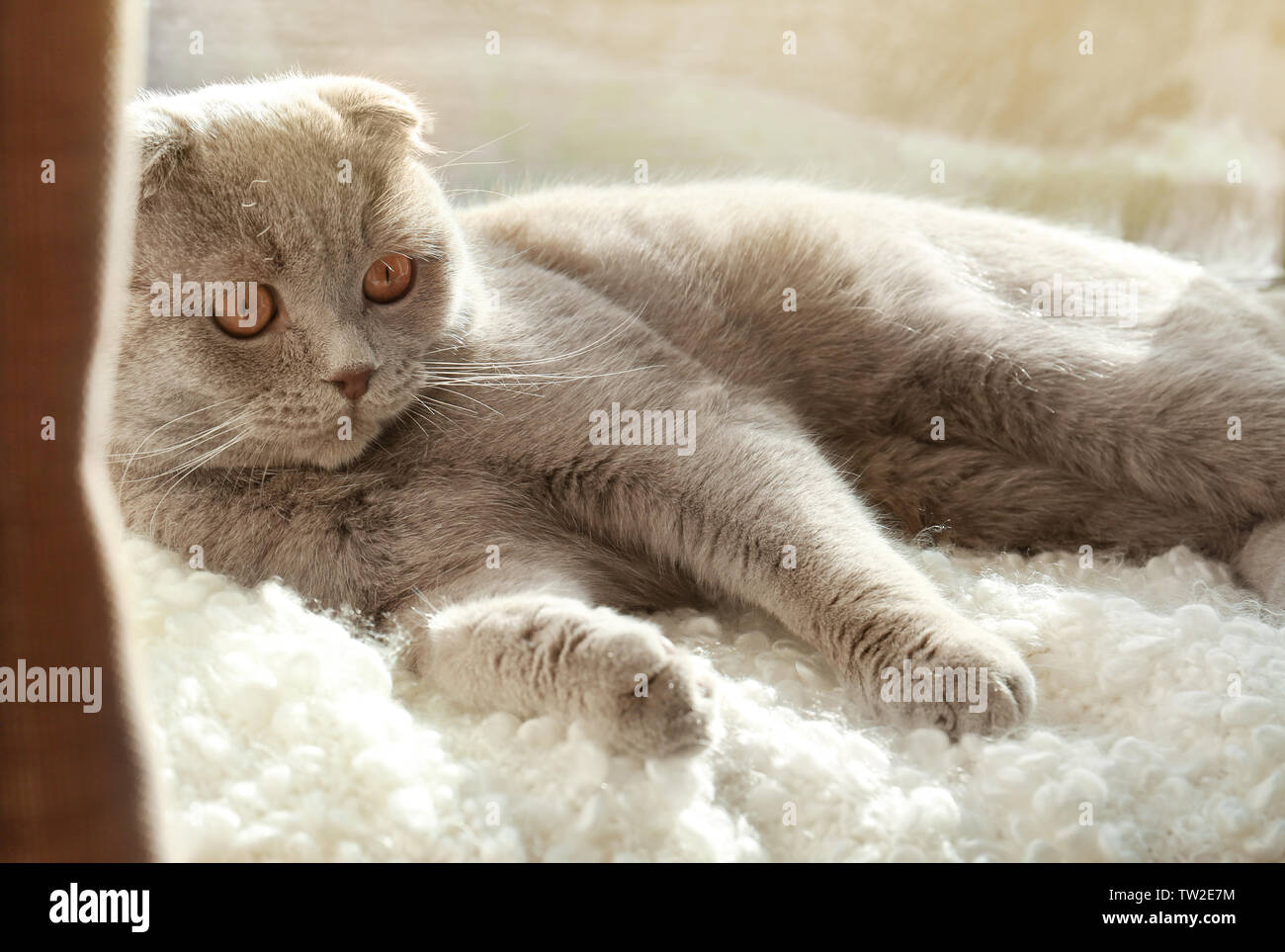 Cute cat resting on window sill at home Stock Photo - Alamy