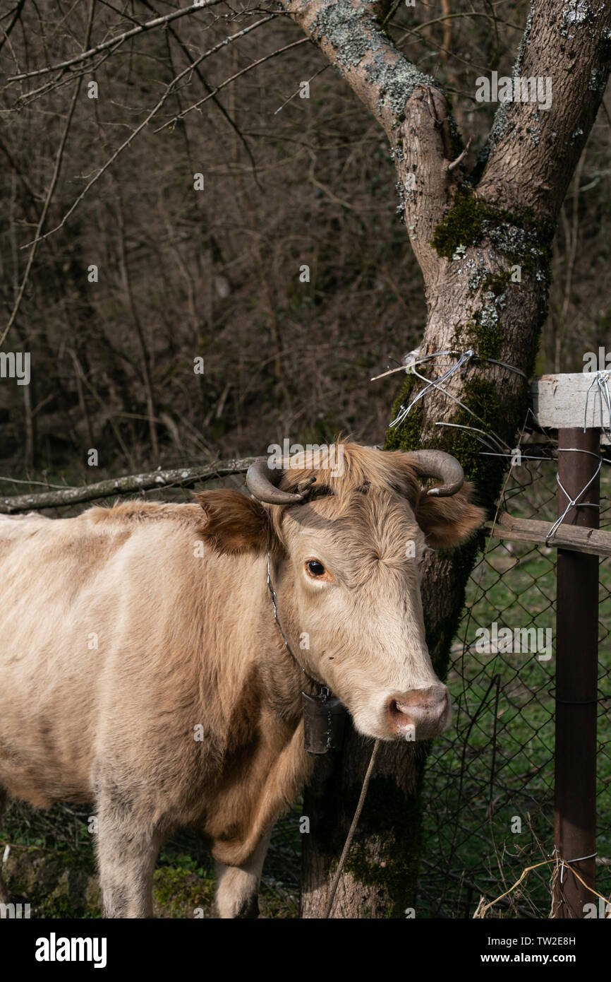 White face angus cattle cow hi-res stock photography and images - Alamy