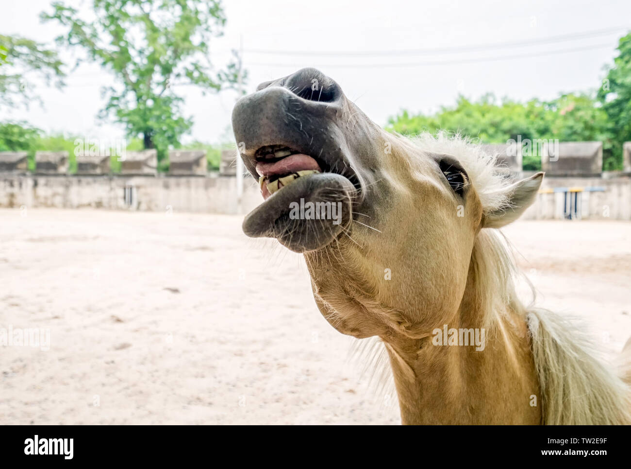 Close up white horse in farm shout bawl Stock Photo - Alamy