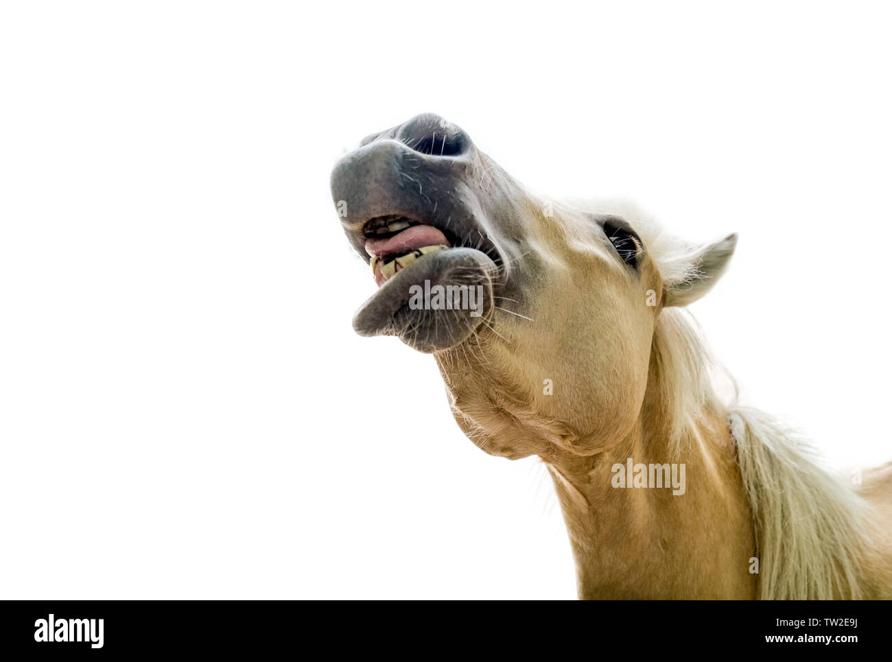 White cream horse in farm calling yell,on white background Stock Photo ...