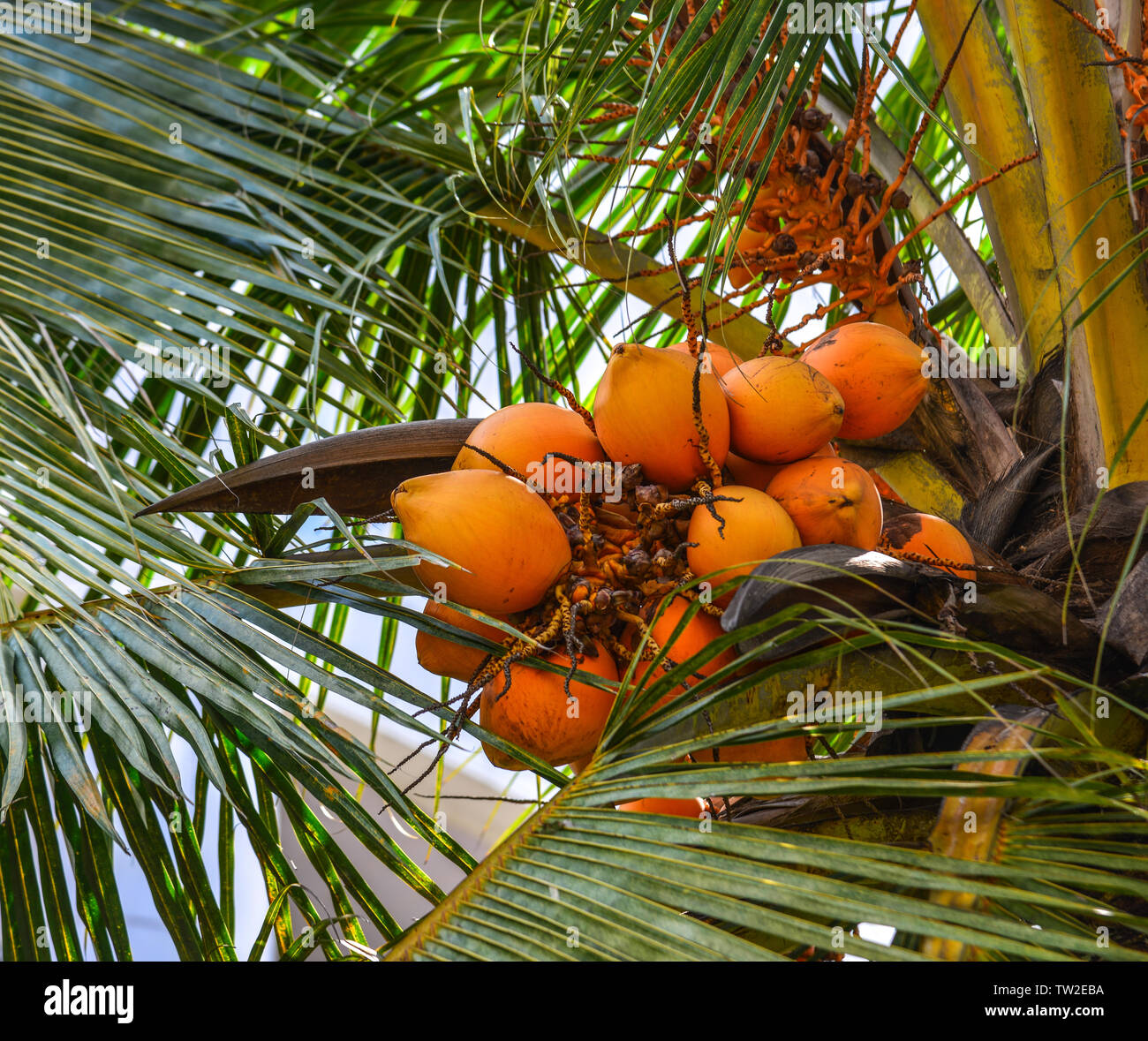 Coconut farm sri lanka hi-res stock photography and images - Alamy