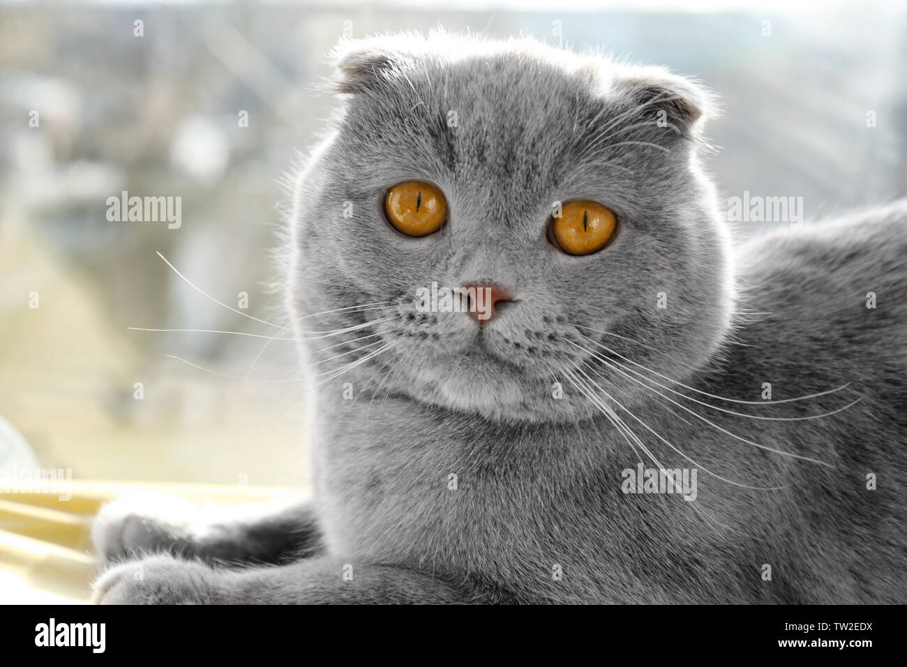 Portrait of cute cat on window background Stock Photo - Alamy