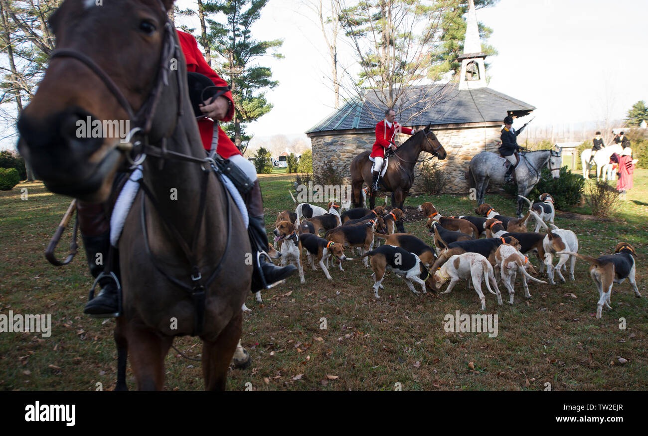 UNITED STATES - November 26, 2015: Loudoun Fairfax Hunt held the ...