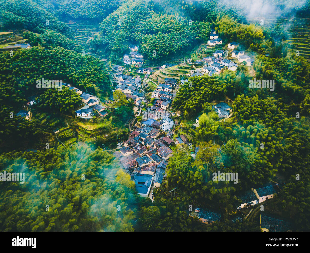 Tropical light and leaves and fog vision hi-res stock photography and ...