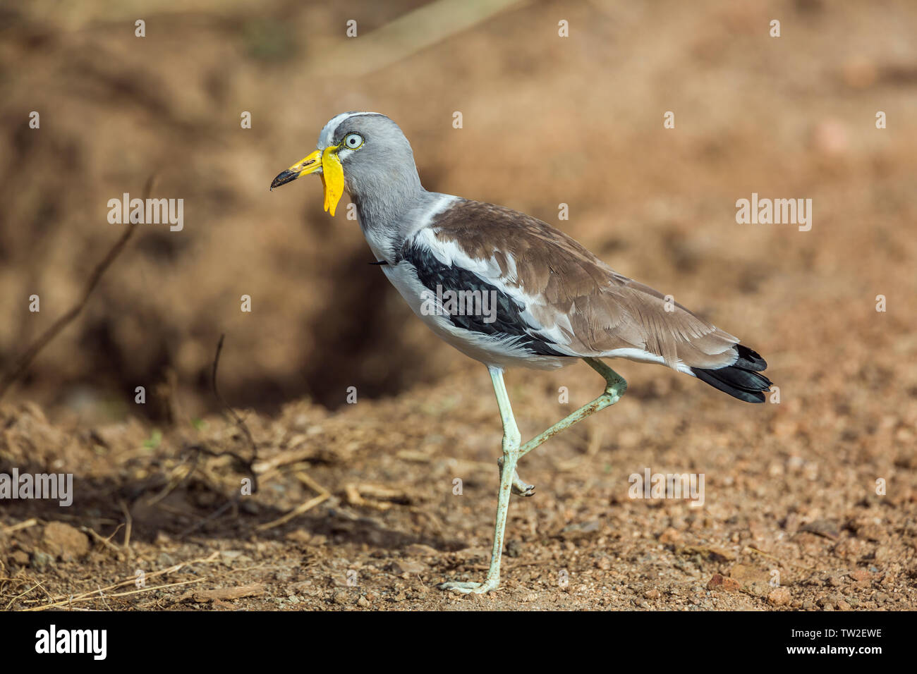 White headed Lapwing full frame in Kruger National park, South Africa ...