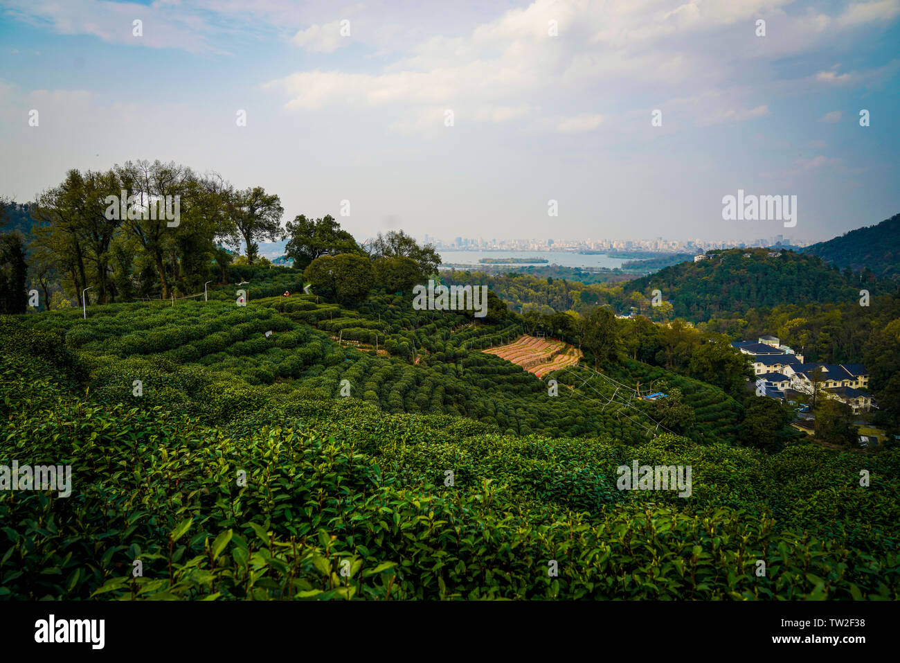 Longjing Tea Trees High Resolution Stock Photography and Images - Alamy