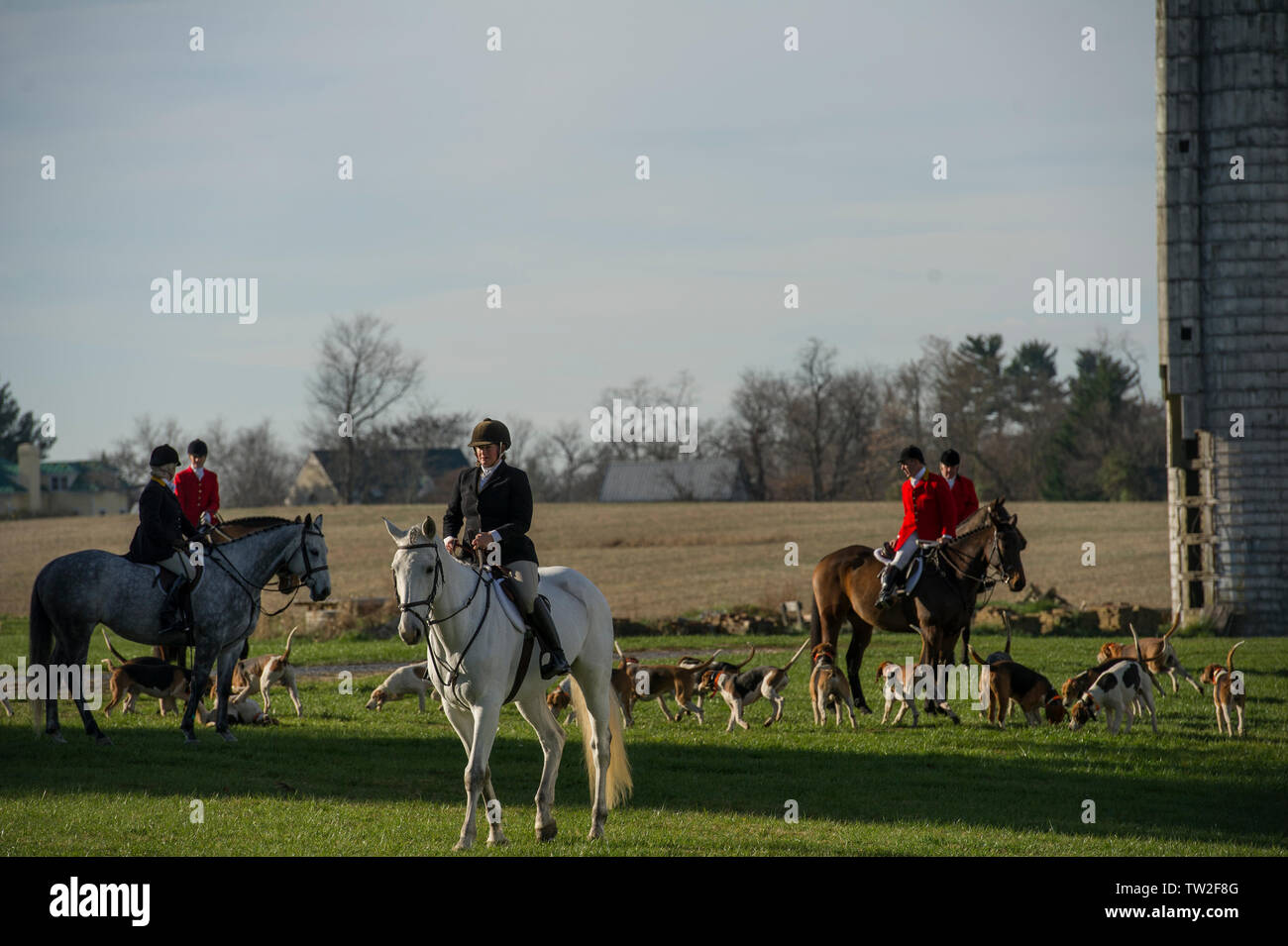 UNITED STATES - November 26, 2015: Loudoun Fairfax Hunt held the ...