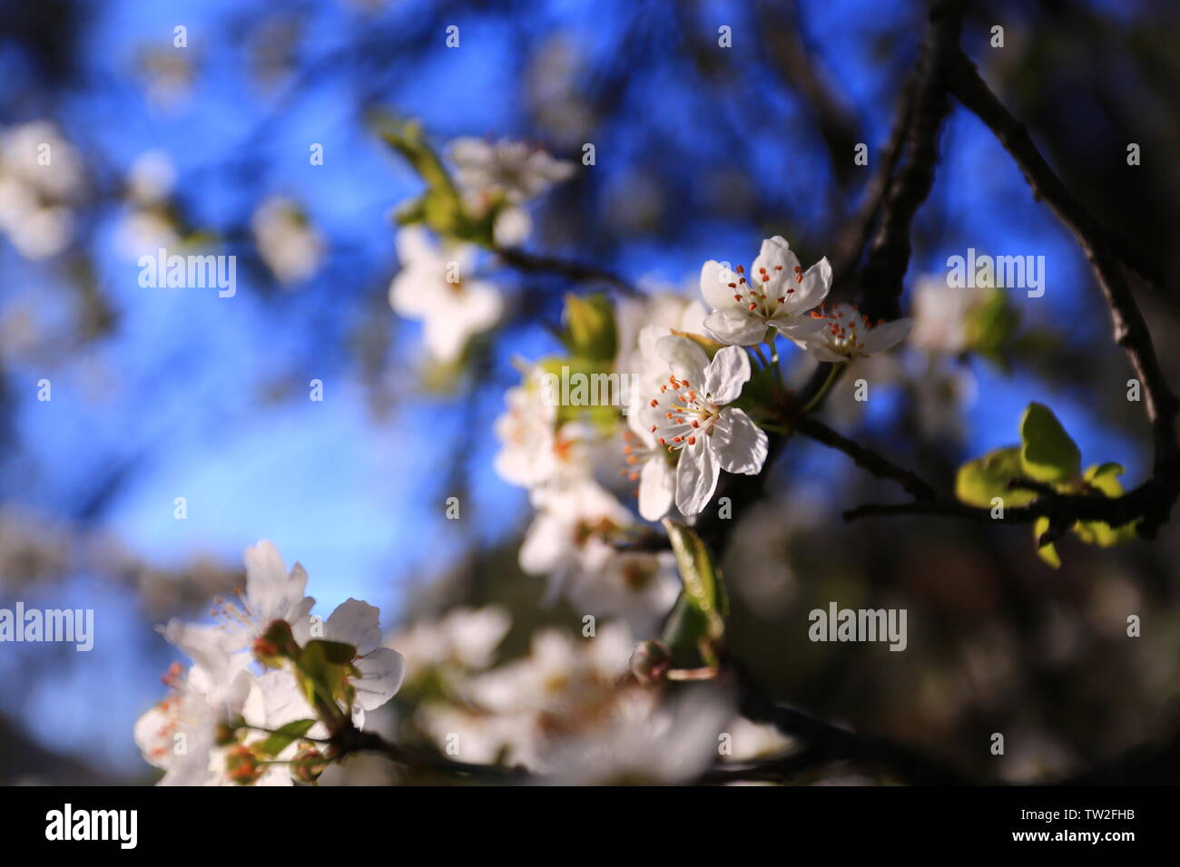 Blossoms new zealand hi-res stock photography and images - Alamy