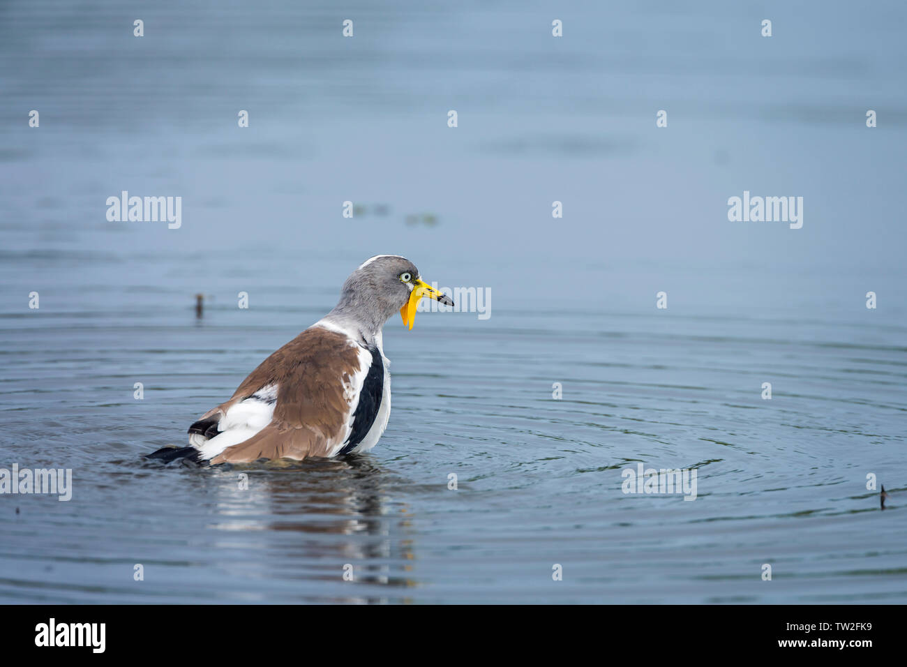 White headed Lapwing bathing in Kruger National park, South Africa ...