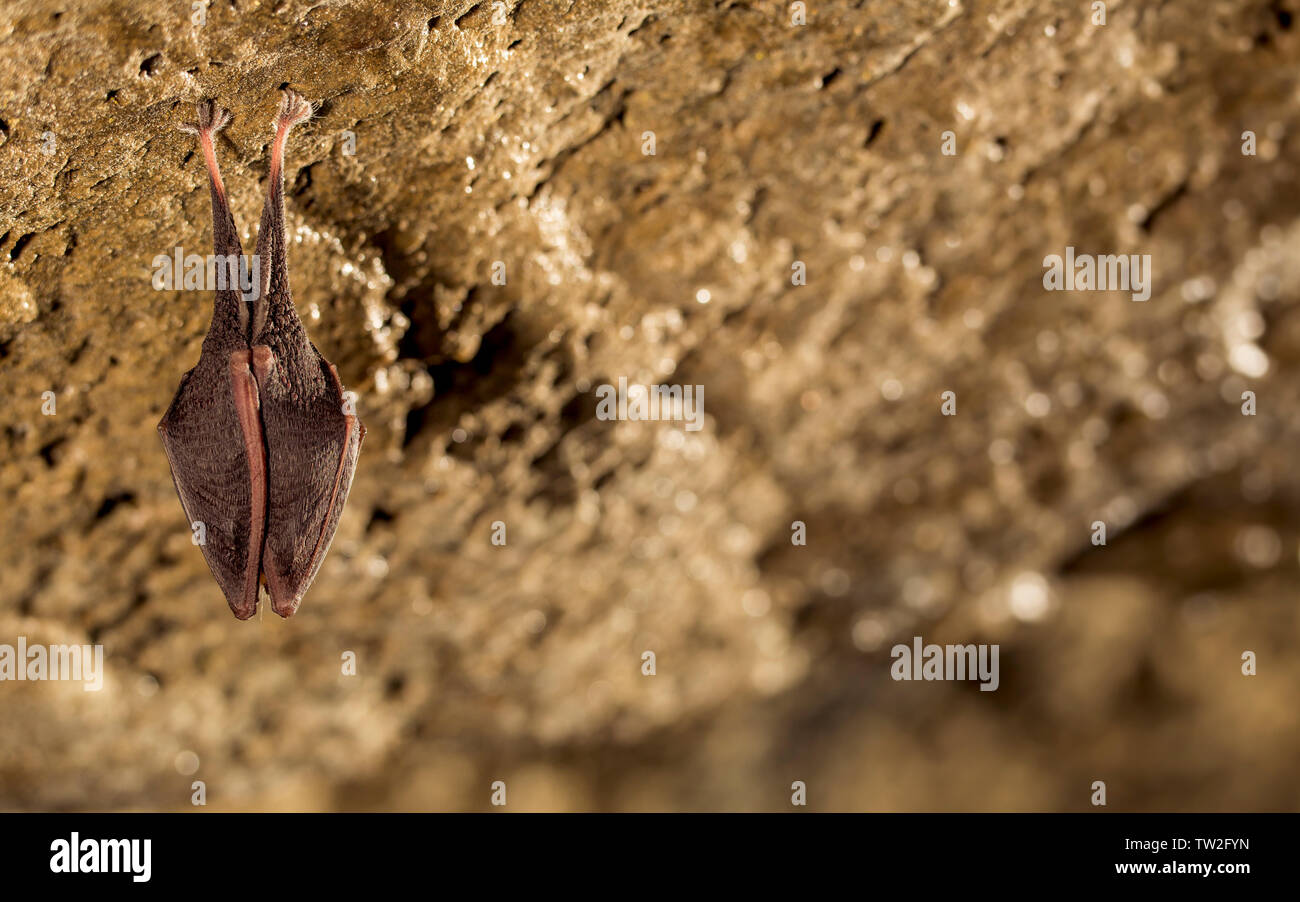 Close up small sleeping horseshoe bat covered by wings, hanging upside ...