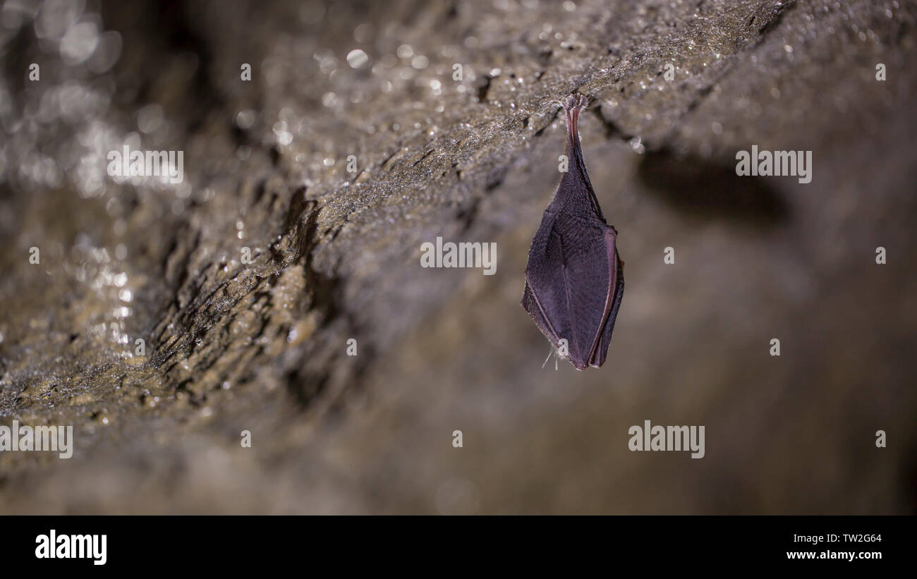 Close up small sleeping horseshoe bat covered by wings, hanging upside ...