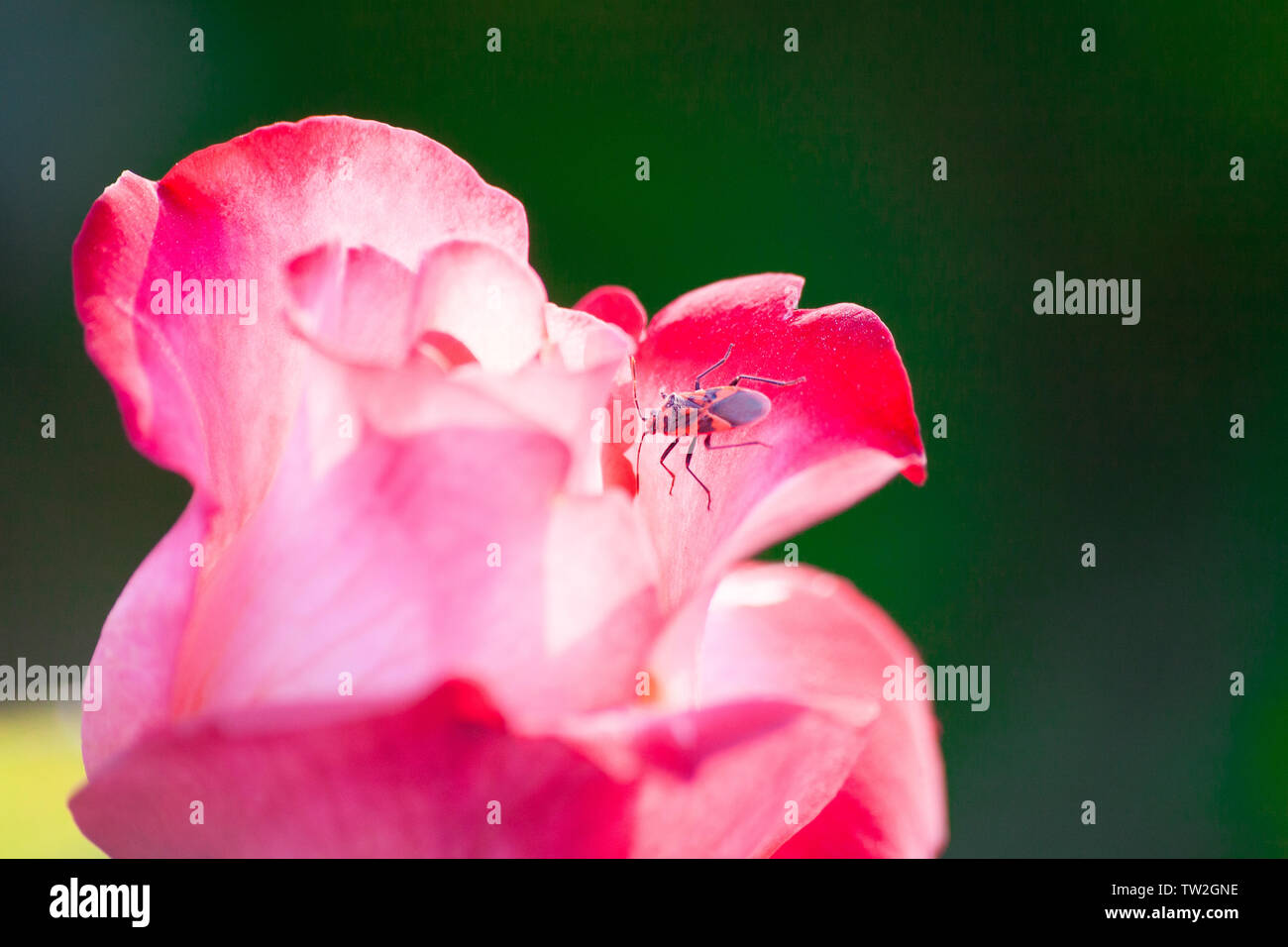 Petals stands hi-res stock photography and images - Alamy