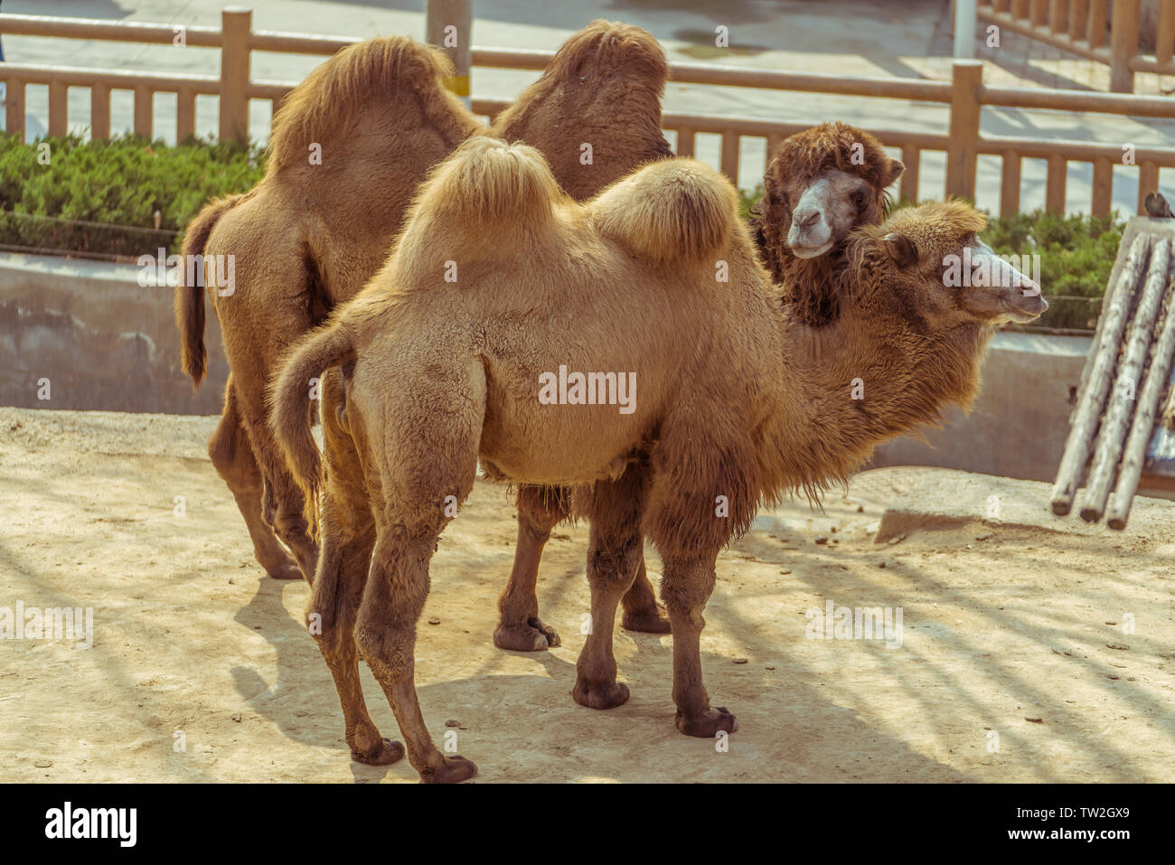 The thick-haired camels in the zoo Stock Photo - Alamy