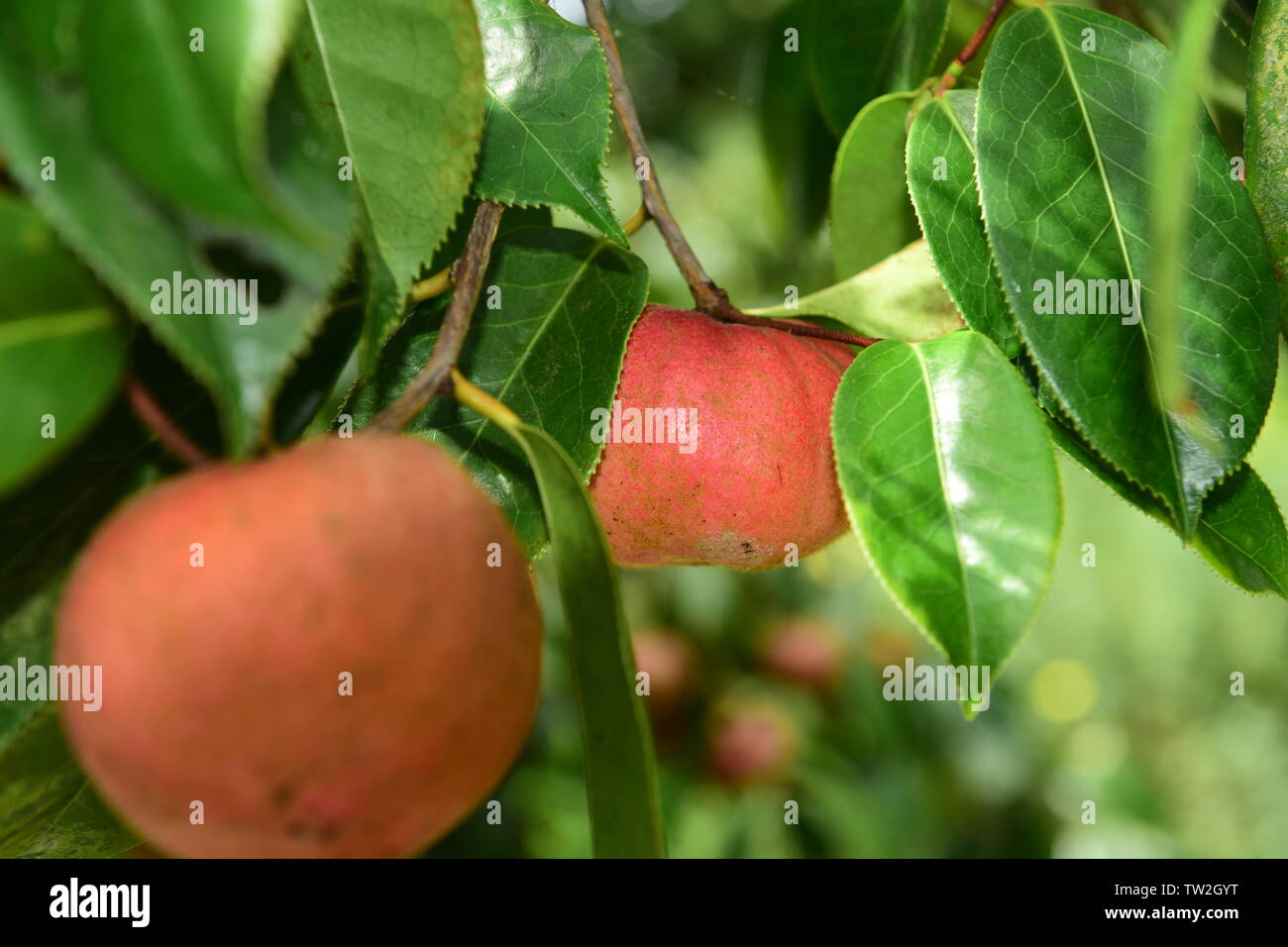 Oil tea, tea fruit Stock Photo - Alamy