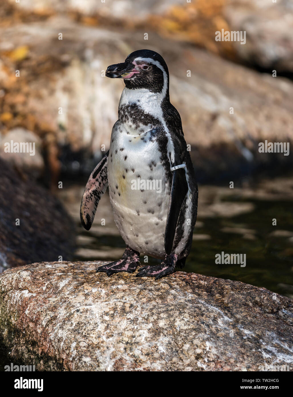 The Humboldt Penguin, Spheniscus humboldti also termed Peruvian penguin ...
