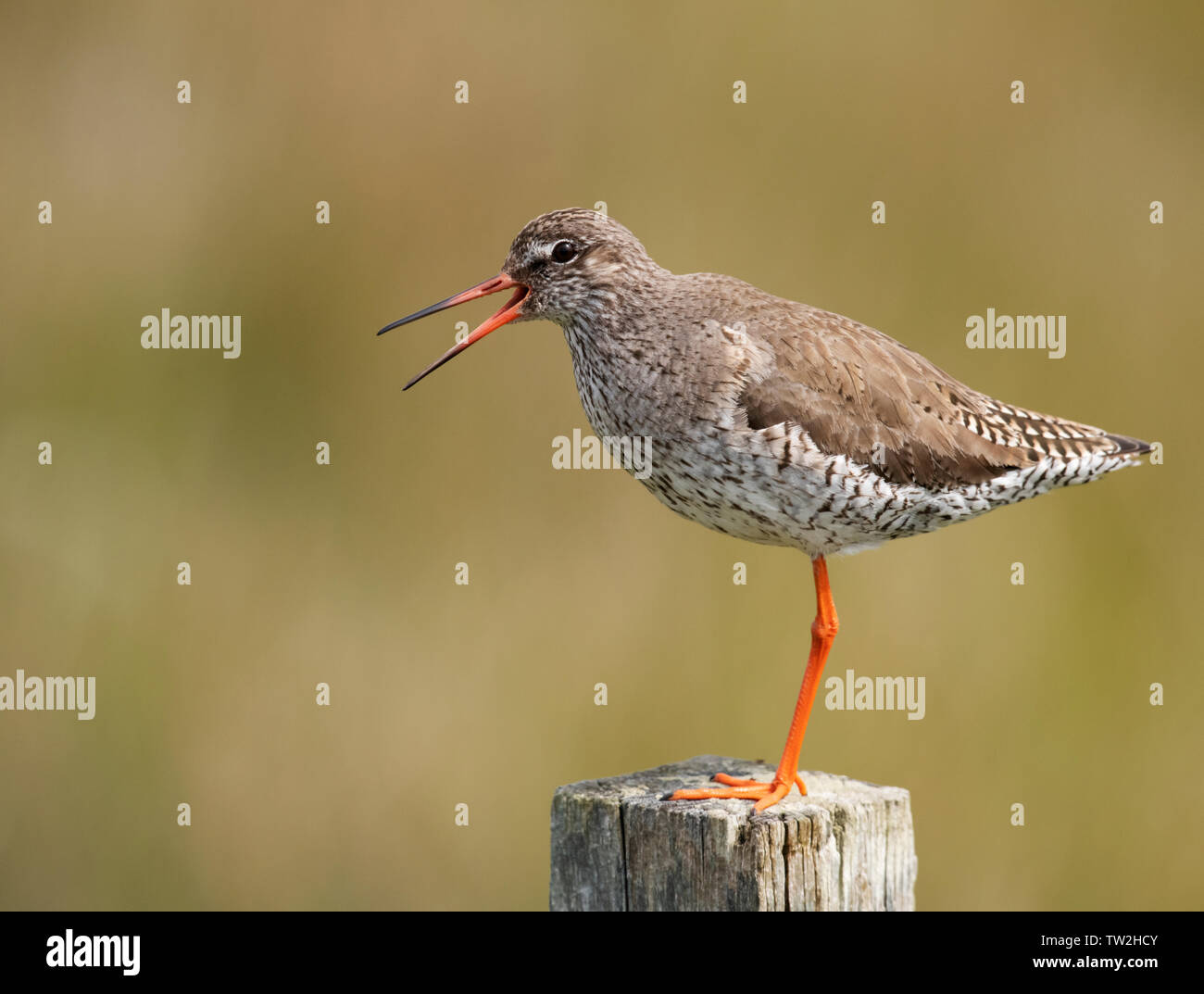 Red shank bird hi-res stock photography and images - Alamy