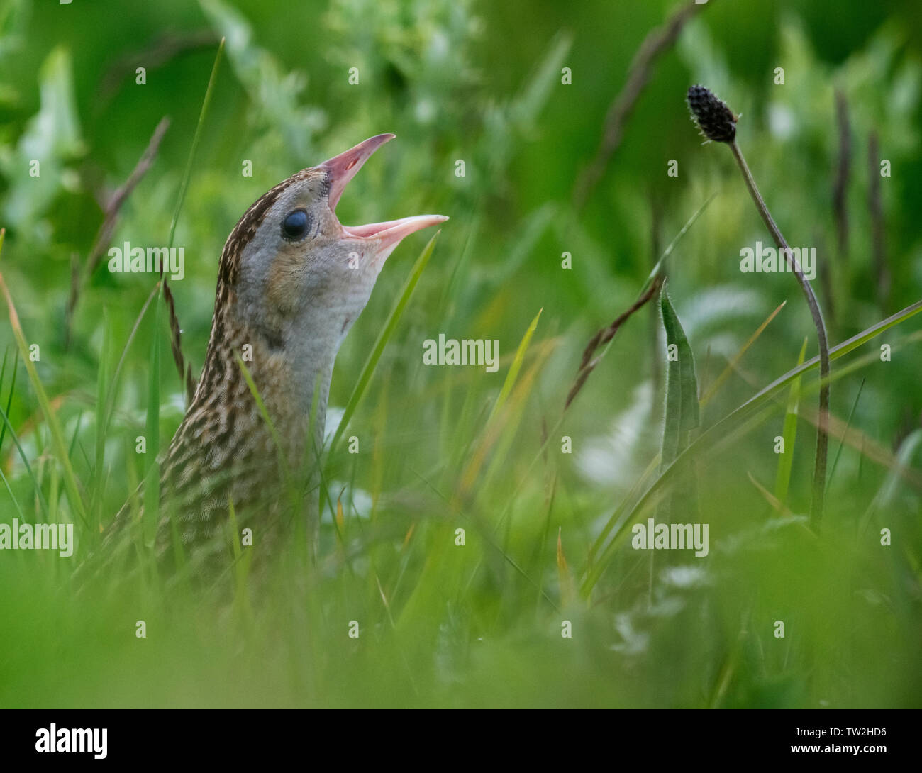 Corncrake (Crex crex) calling, RSPB Balranald, North Uist, Outer ...