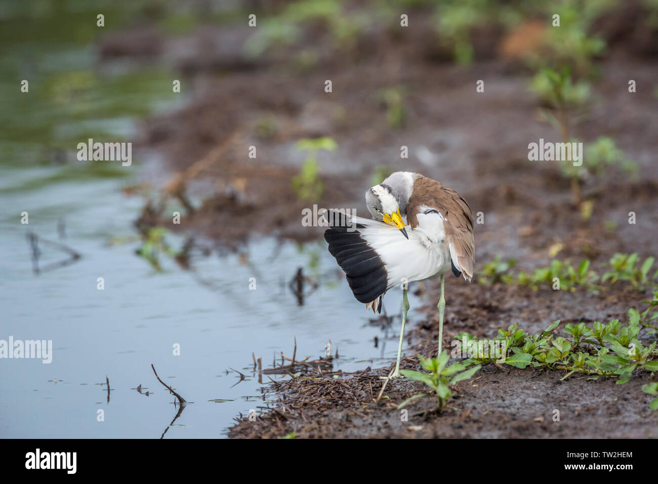White headed Lapwing grooming in Kruger National park, South Africa ...
