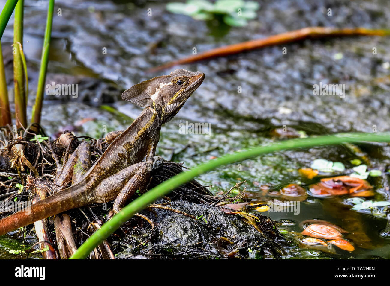Brown Basilisk a.k.a Jesus Christ lizard Stock Photo - Alamy