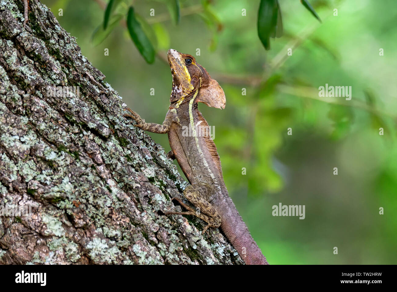 Jesus christ lizard hi-res stock photography and images - Alamy