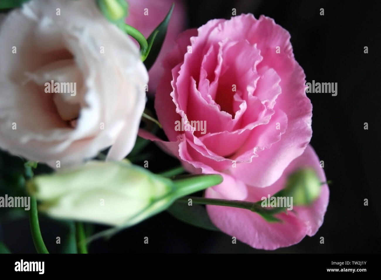 Beautiful pink and cream prairie gentian flowers in natural light on ...