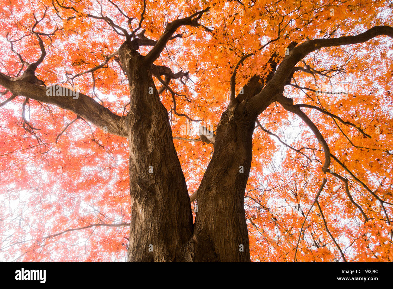 Autumn red maple Stock Photo - Alamy