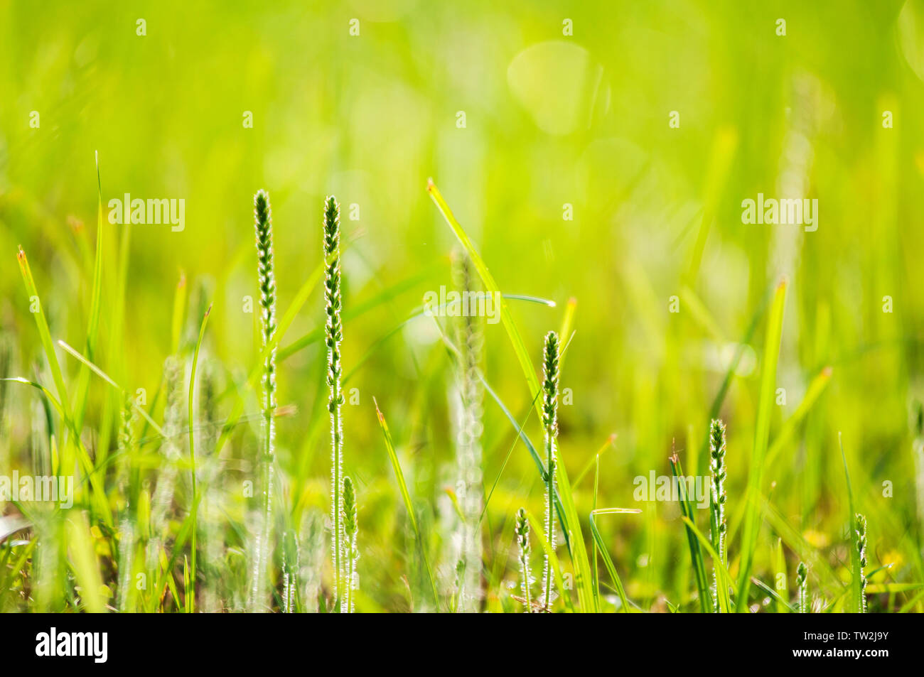 Morning backlight weeds Stock Photo - Alamy