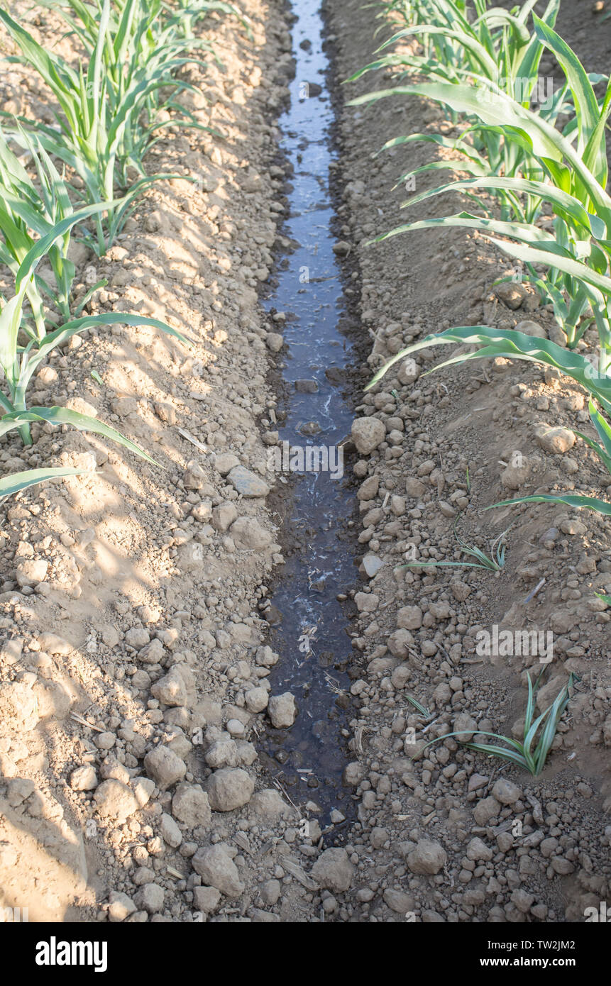 Water stream flows by dry ground at cornfield. Row-cropped and leveled ...