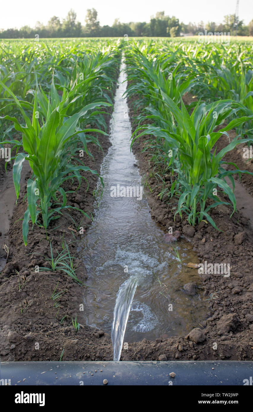 Flexible tubing plants hi-res stock photography and images - Alamy