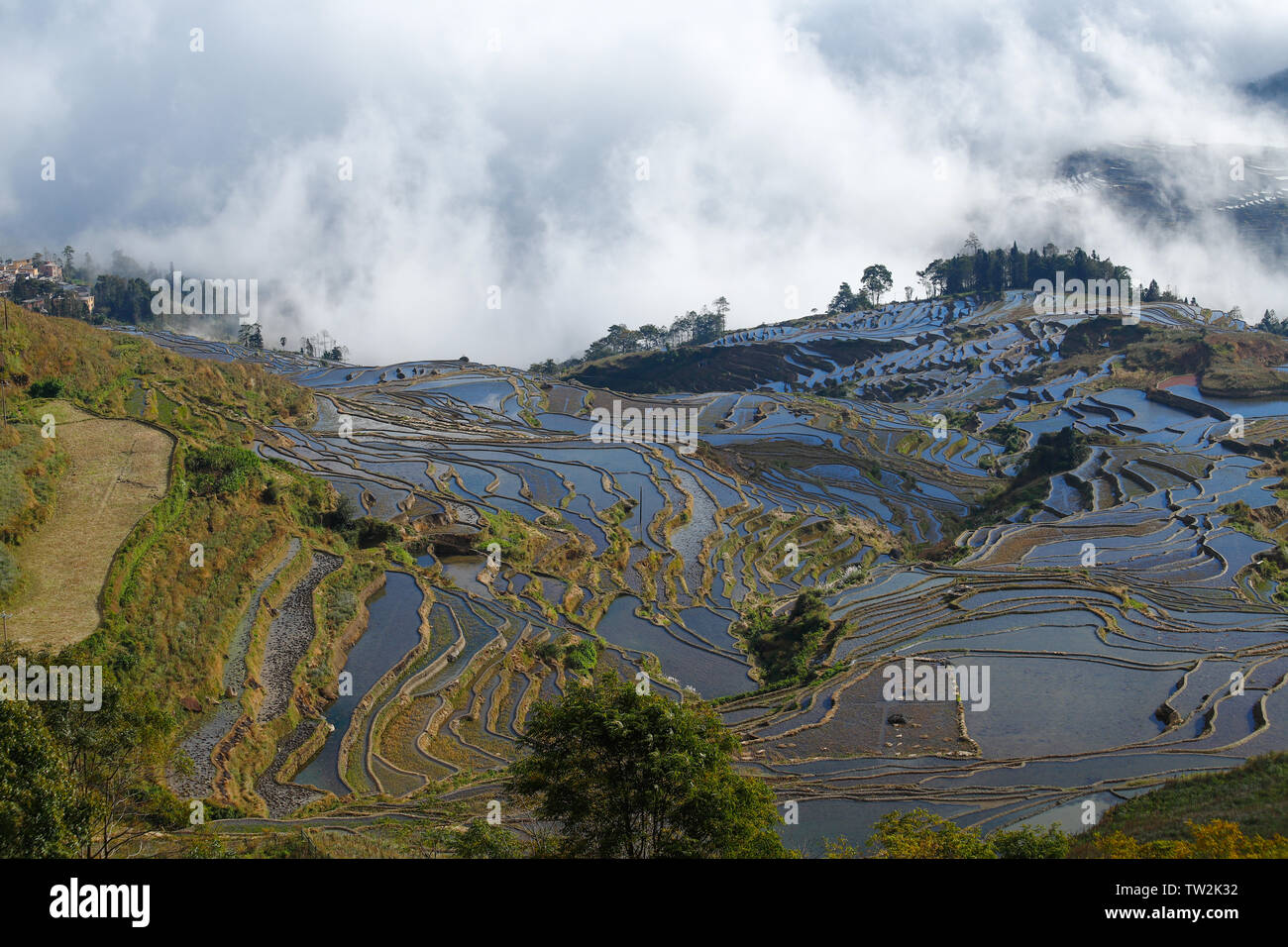 Rice terraces of Yunnan at sunrise with fog, China. The famous terraced ...