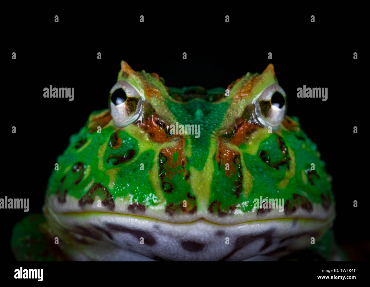 Micro close-up of green horned frog Stock Photo - Alamy