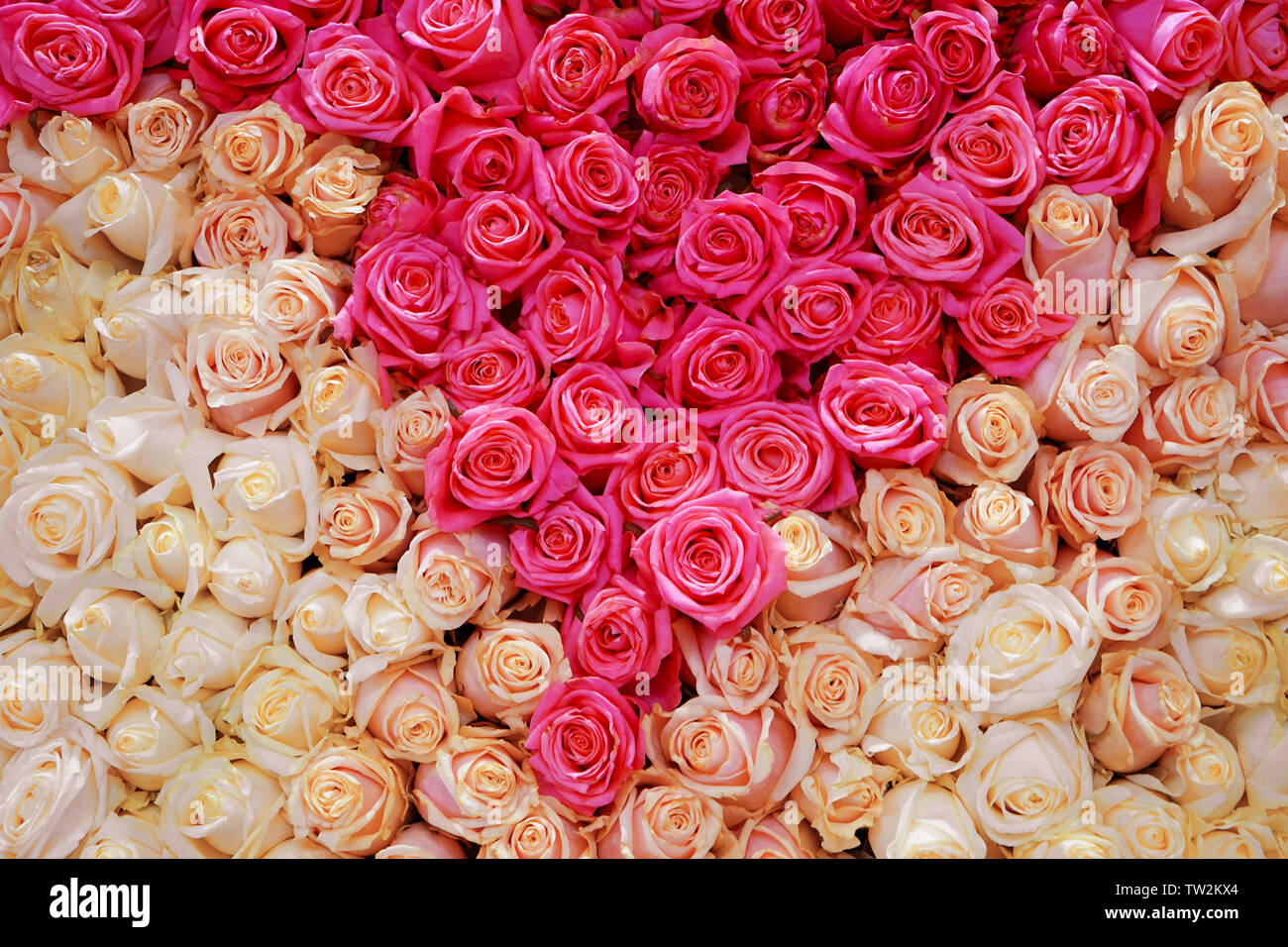 Beautiful roses as background Stock Photo - Alamy