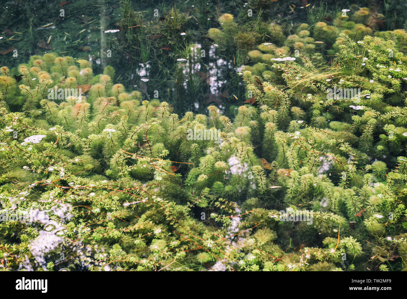 Scenery of Jiufeng Yaochi, Jiufengshan, Xiaojiuzhai, Chongqing Stock ...