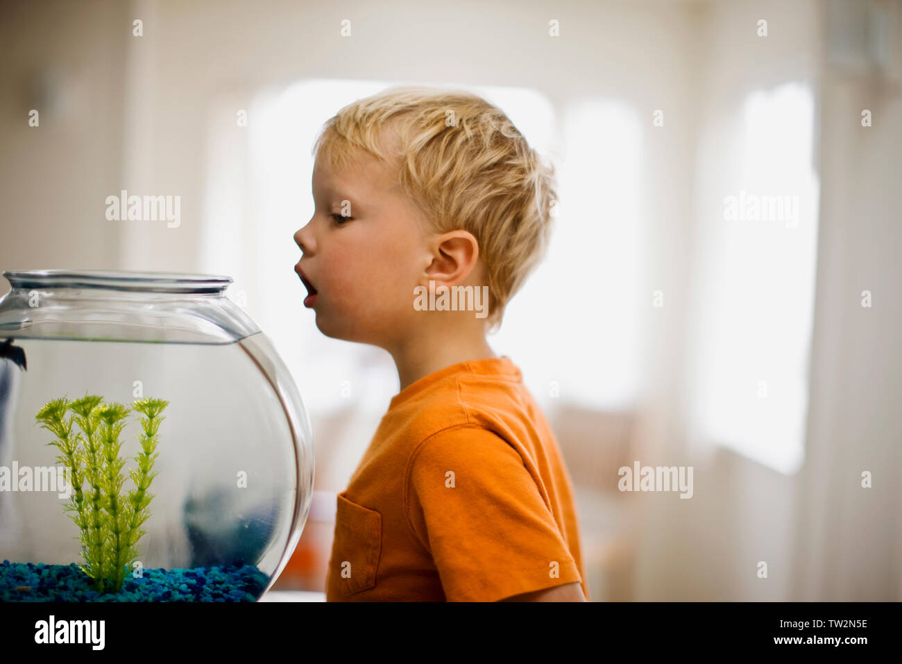A curious young boy looks into a fish bowl Stock Photo - Alamy