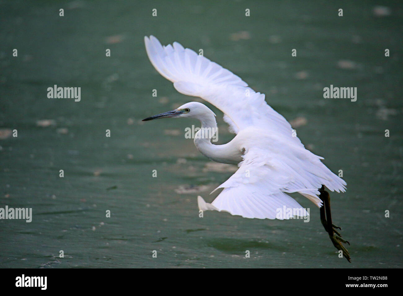 A group of egrets Stock Photo - Alamy