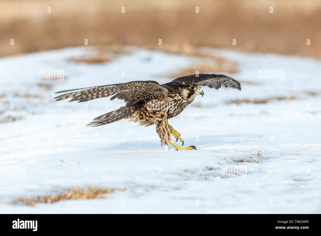 Peregrine falcons flying in the sun and snow Stock Photo - Alamy