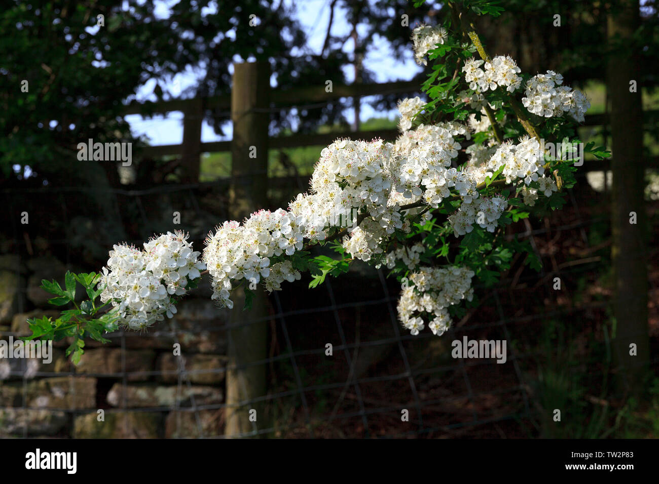 Hawthorn blossom yorkshire hi-res stock photography and images - Alamy