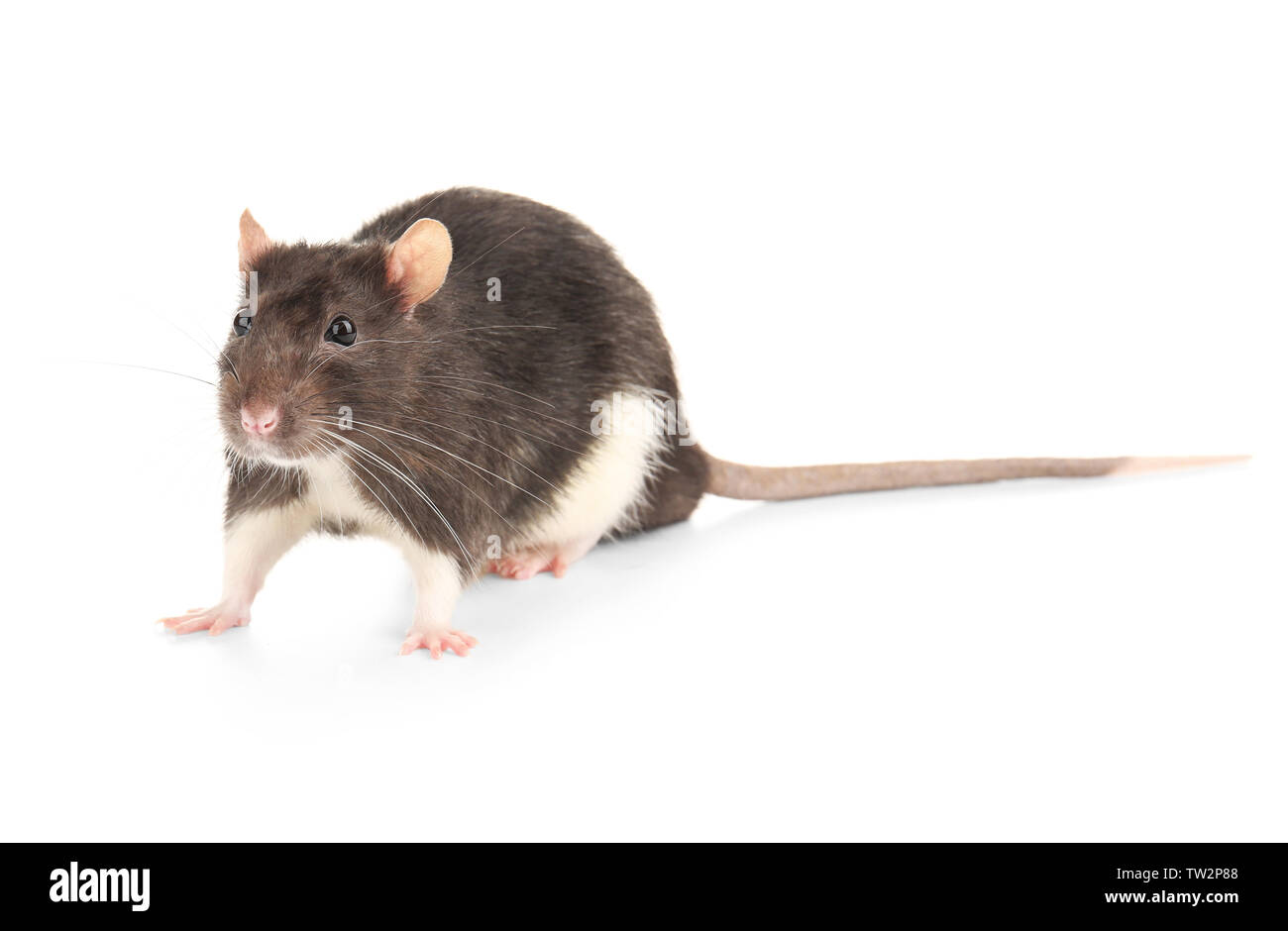 Cute funny rat on white background Stock Photo - Alamy