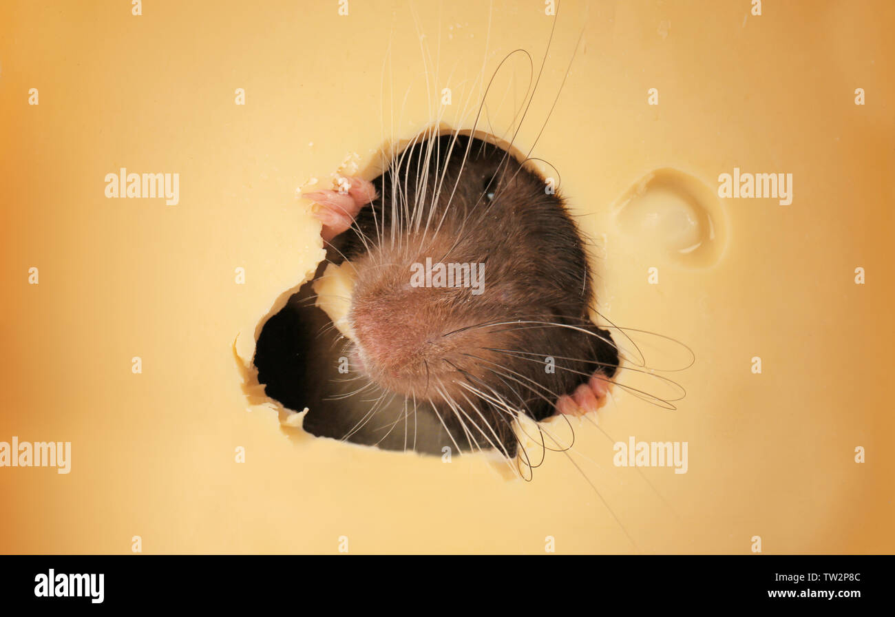Cute funny rat eating cheese, closeup Stock Photo - Alamy