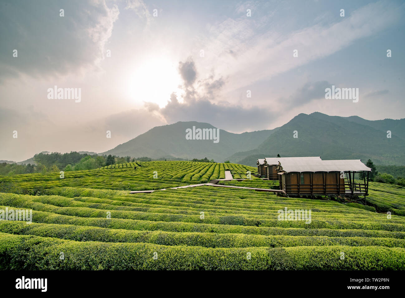 Tea Garden Scenery Stock Photo - Alamy